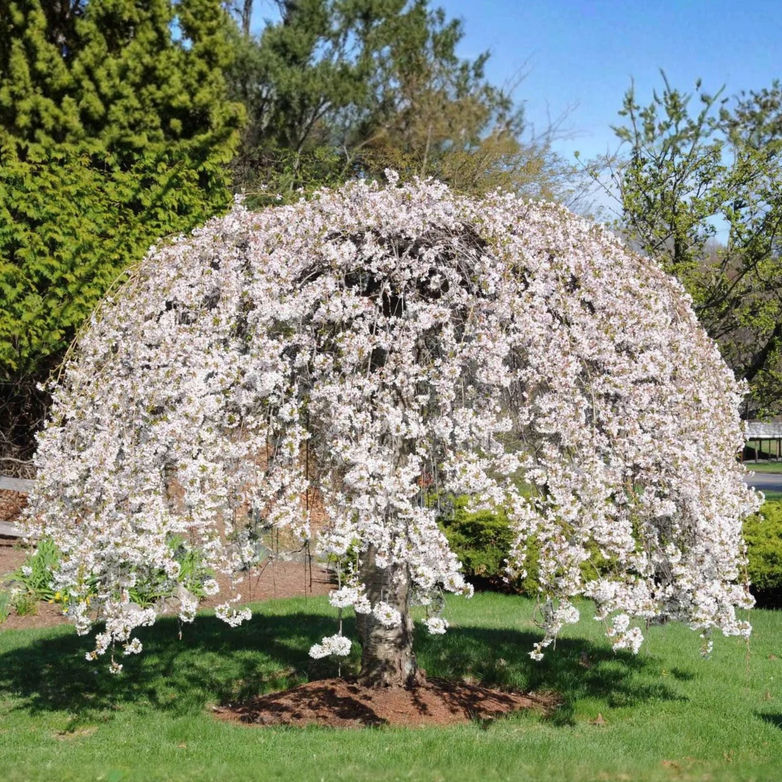 Weeping Yoshino Cherry Tree Bare Root 24-36 in Live Plant Prunus x ...